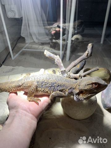 Бородатая Агама с террариумом