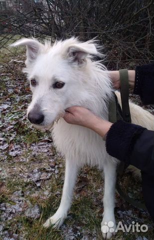 Собака, прекрасная девочка