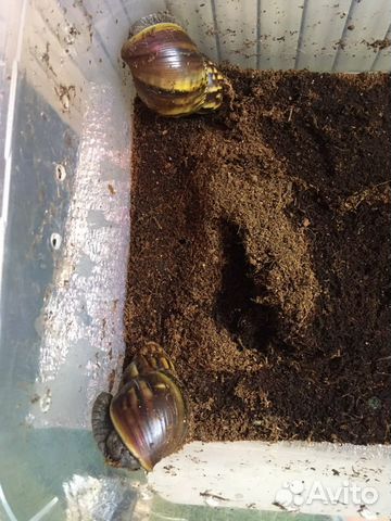 Улитки ахатины бесплатно