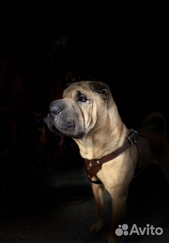 Отдам в добрые руки шарпей