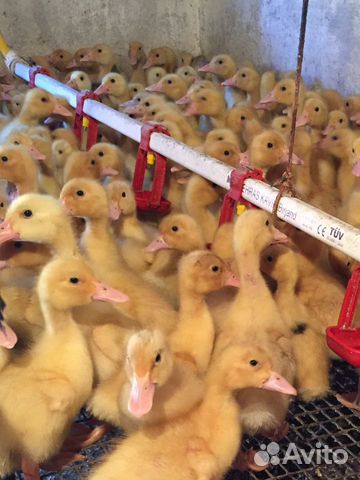 Продажа утят и цыплят