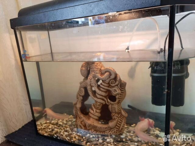 Аксолотли с аквариумом