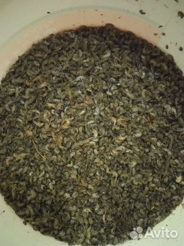 Гамарус, мормыш