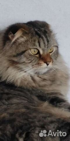 Кот сибирский x британский