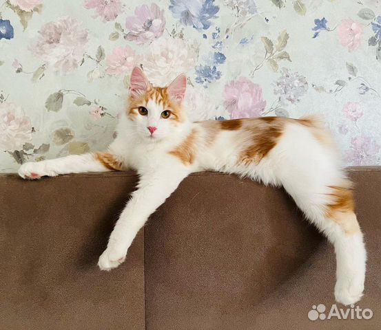 Курильский бобтейл
