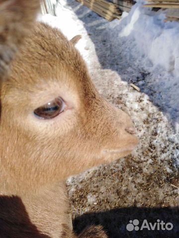 Камерунские козлики племенные