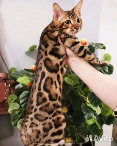 Бенгальские котята