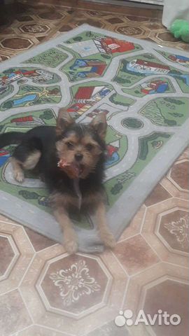 Йоркширский терьер