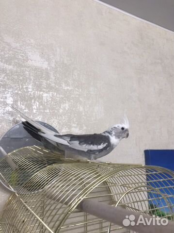 Отдадим попугая Корелла в добрые руки