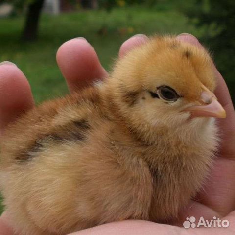 Молодняк птицы