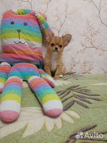 Чихуахуа мальчик рыжик