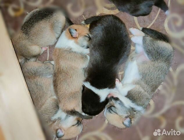 Вельш корги пемброк щенки новый помет