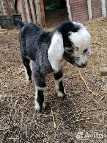 Козлята