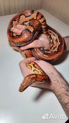 Змея маисовый полоз