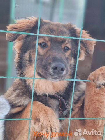 Вот такое нежное чудо ищет дом и мампап