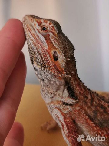 Бородатая агама с террариумом