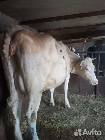 Коровы высокоудойные