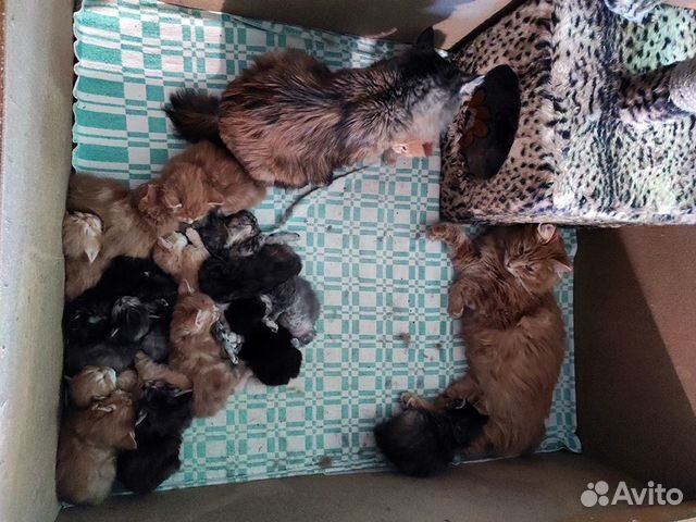 Котята породы курильский бобтейл