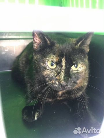 Кошка Черепашка в добрые руки