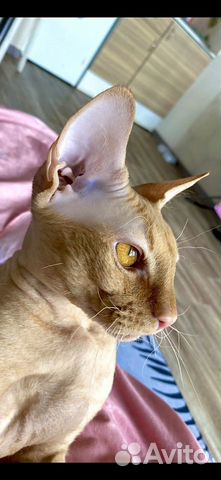 Кот