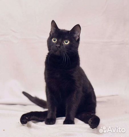Котик, который принесёт вам Счастье