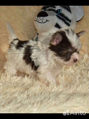 Бивер йорк мини девочка