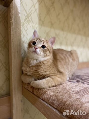 Котейка классный