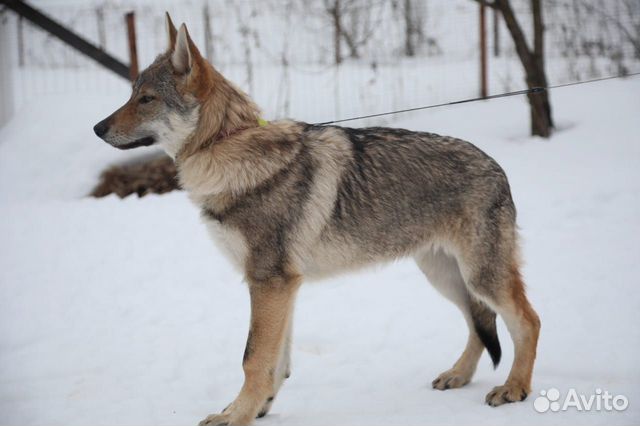 Подрощенный щенок чехословацкого влчака FCI 322