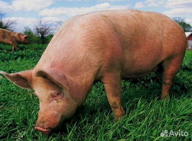 Свиньи ландрас