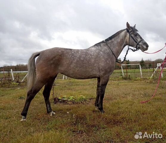 Душевная кобыла 2017 года