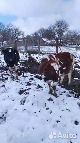 Телки стельные