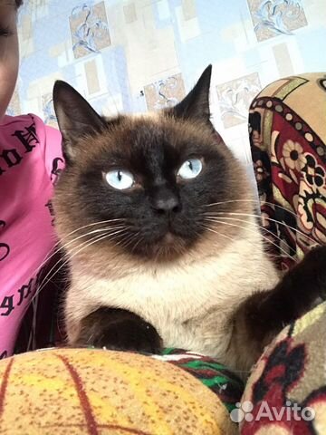 Тайские, сиамские котята