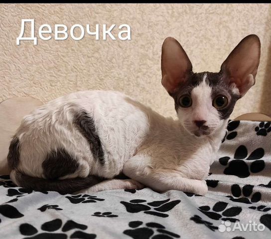 Рексята-котята