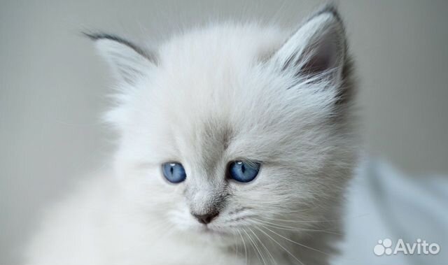 Невские маскарадные котята