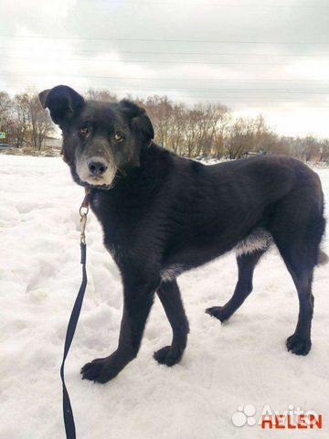 Собака в добрые руки