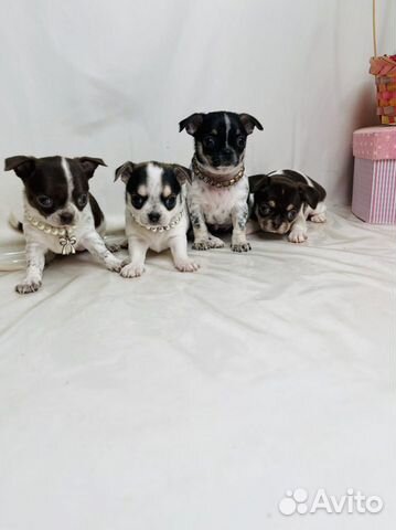 Щенки чихуахуа