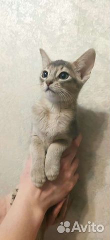 Абиссинские котята