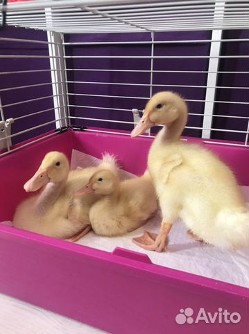 Утята Мулард