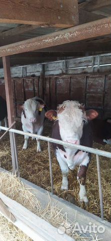 Бычки на племя