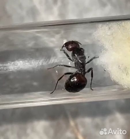 Муравьи мессор барбарус messor barbarus