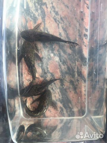 Сомики синадонтис