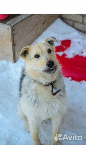 Собака для семьи