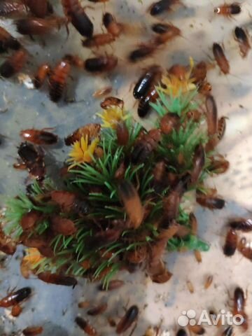 Сверчки кормовые