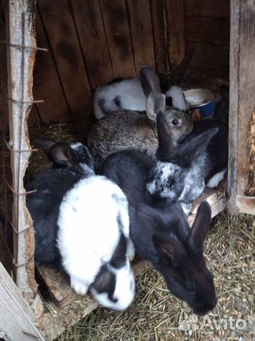 Крольчата 2мес