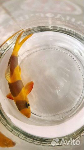 Аквариумная рыбка боция клоун