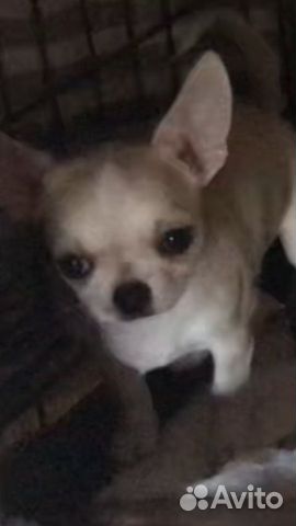 Чихуахуа щенки