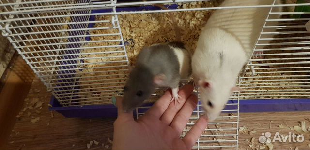 Крыса дамбо