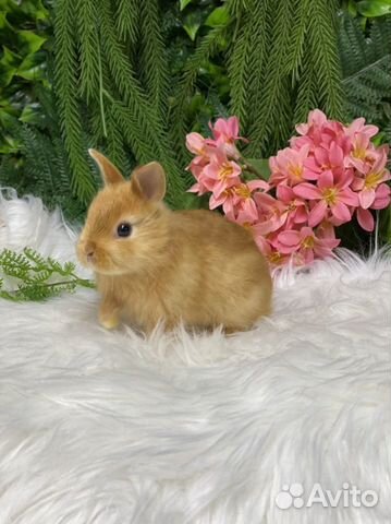 Кролик сатиновый (блестящая шерсть)