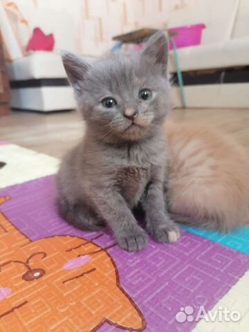 Кошки в добрые руки бесплатно