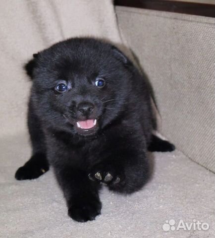 Щенки шипперке